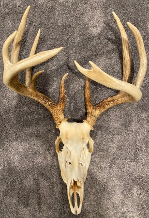 Whitetail Racks, Etc.