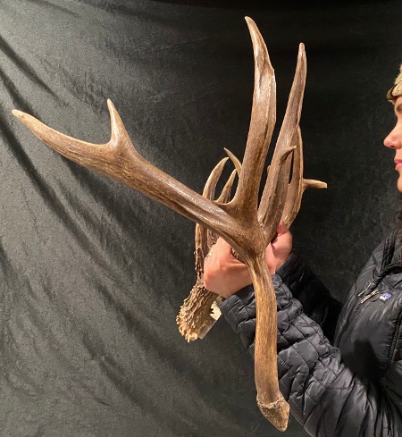 Whitetail Racks, Etc.