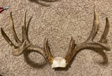 Whitetail Racks, Etc.